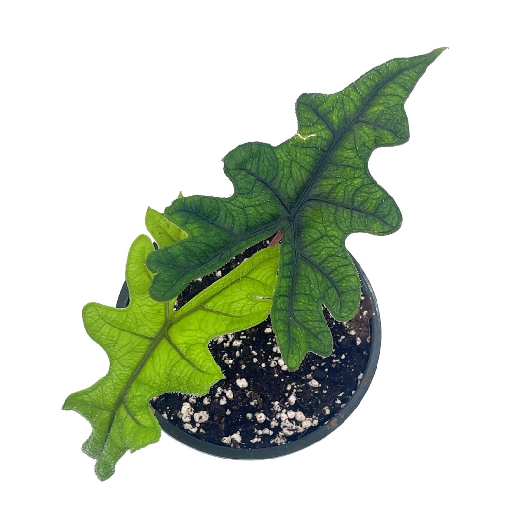 Alocasia Jacklyn, 3 Inch, Tandurusa, Extremely Rare Alocasia Jaclyn - Etsy