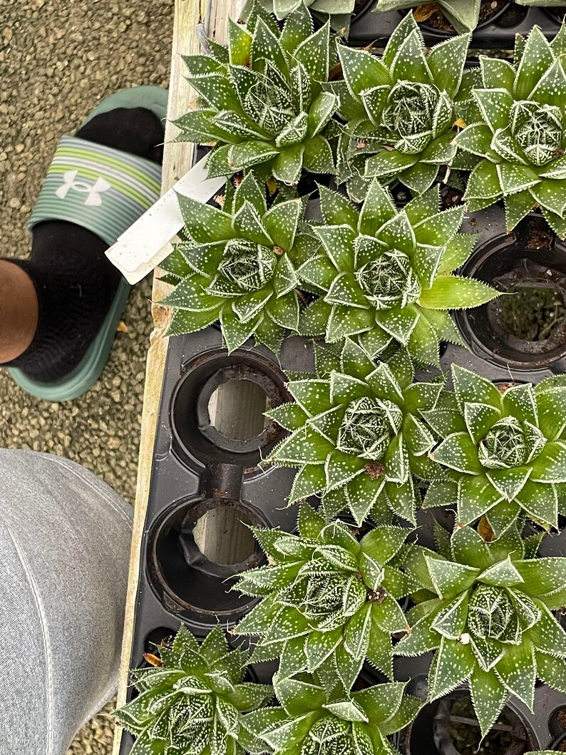 Gasteria Flow Haworthia Variegated Aloe Tiger Aloe Aloe | Etsy