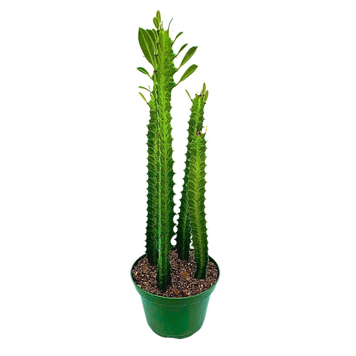 Green African Milk Tree, 6 Inch Pot, Euphorbia Trigona, All Green - Etsy