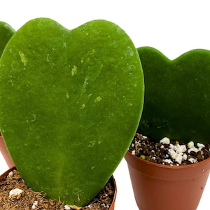 Green Hoya Kerrii, 2 Inch Set of 3, Sweetheart Plant Valentine Tiny ...