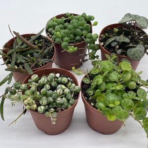 Succulent Strings Set Variegated String of Pearls Turtles | Etsy