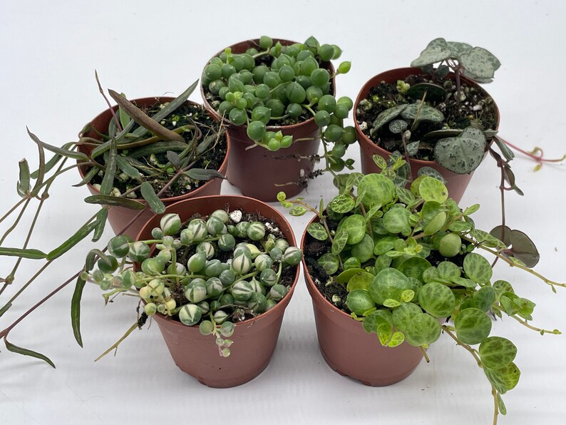 Succulent Strings Set Variegated String of Pearls Turtles | Etsy