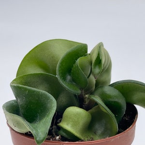 Hoya Hindu Rope, Carnosa Compacta, in a 2 Inch Pot, Live Tiny Mini ...