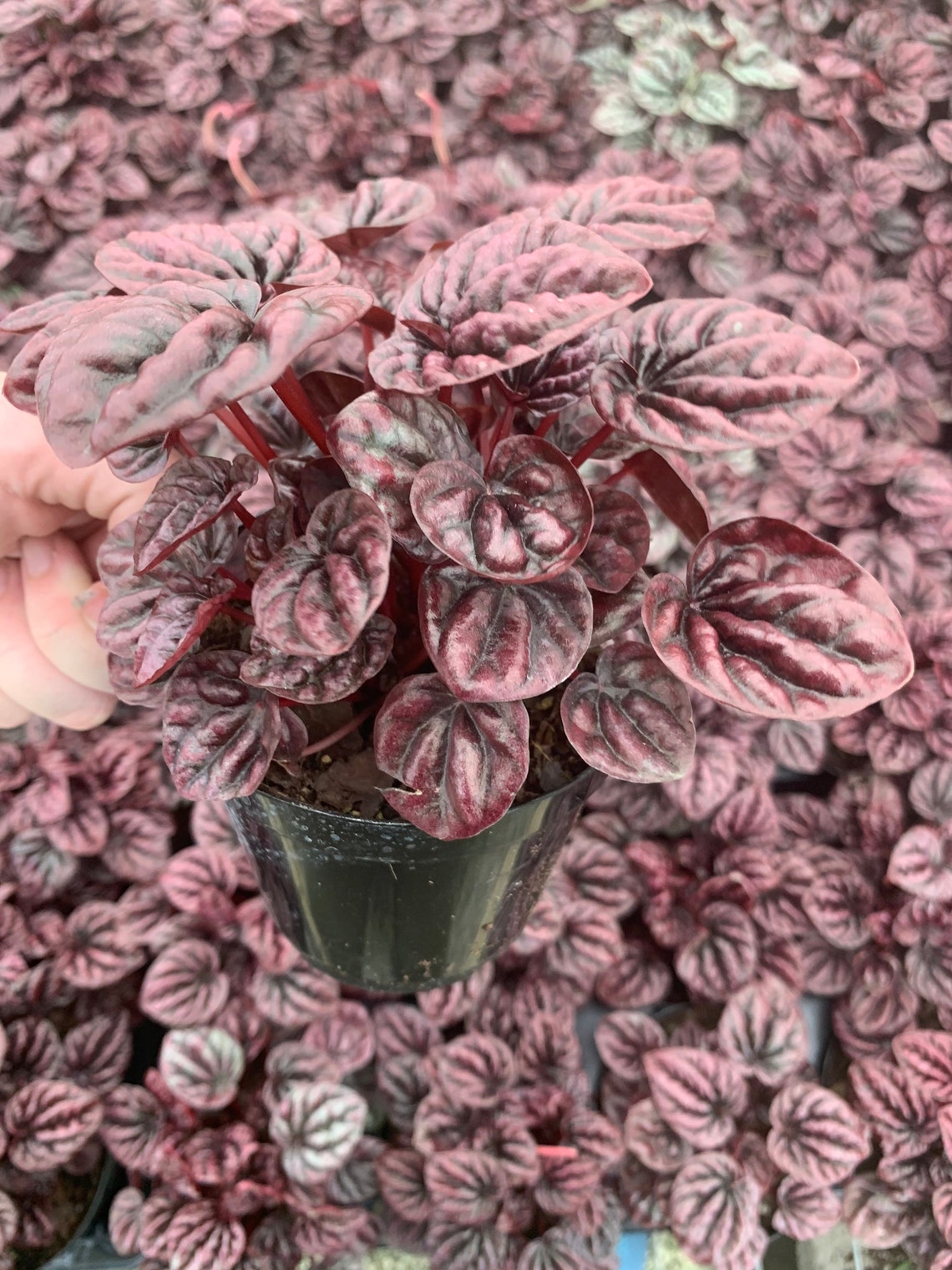 Red Emerald Ripple Peperomia Emerald Ripple Pepper Red | Etsy