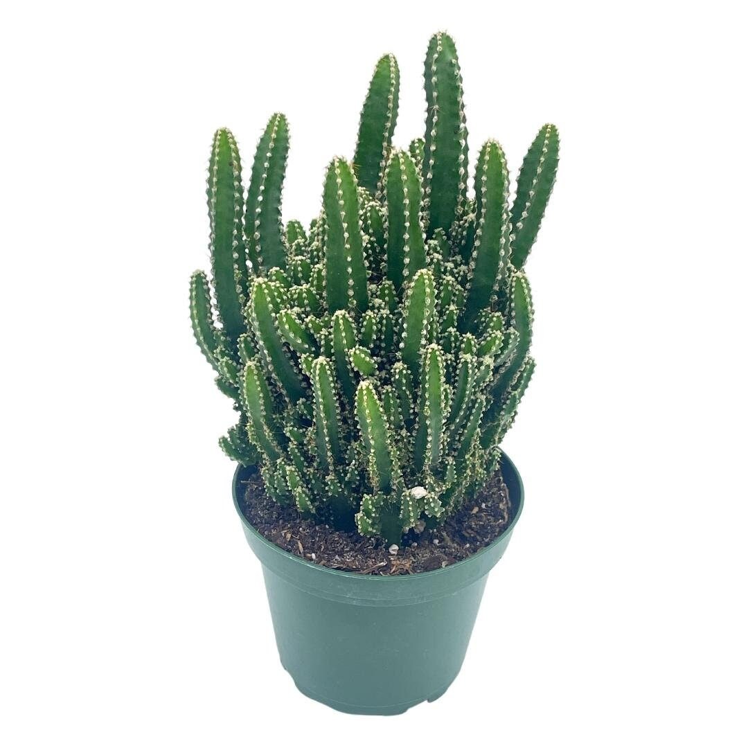 Fairy Castle Cactus Acanthocereus Tetragonus Night-blooming - Etsy