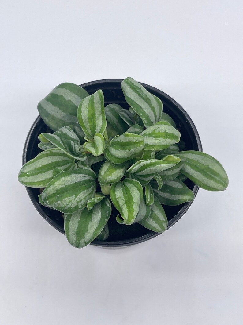Peperomia Mini Watermelon 4 Inch Verschaffeltii Steve's | Etsy