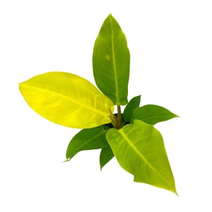Philodendron Moonlight, 4 Inch Imperial Gold, Lime Philo - Etsy