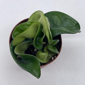 Hoya Hindu Rope, Carnosa Compacta, in a 2 Inch Pot, Live Tiny Mini ...
