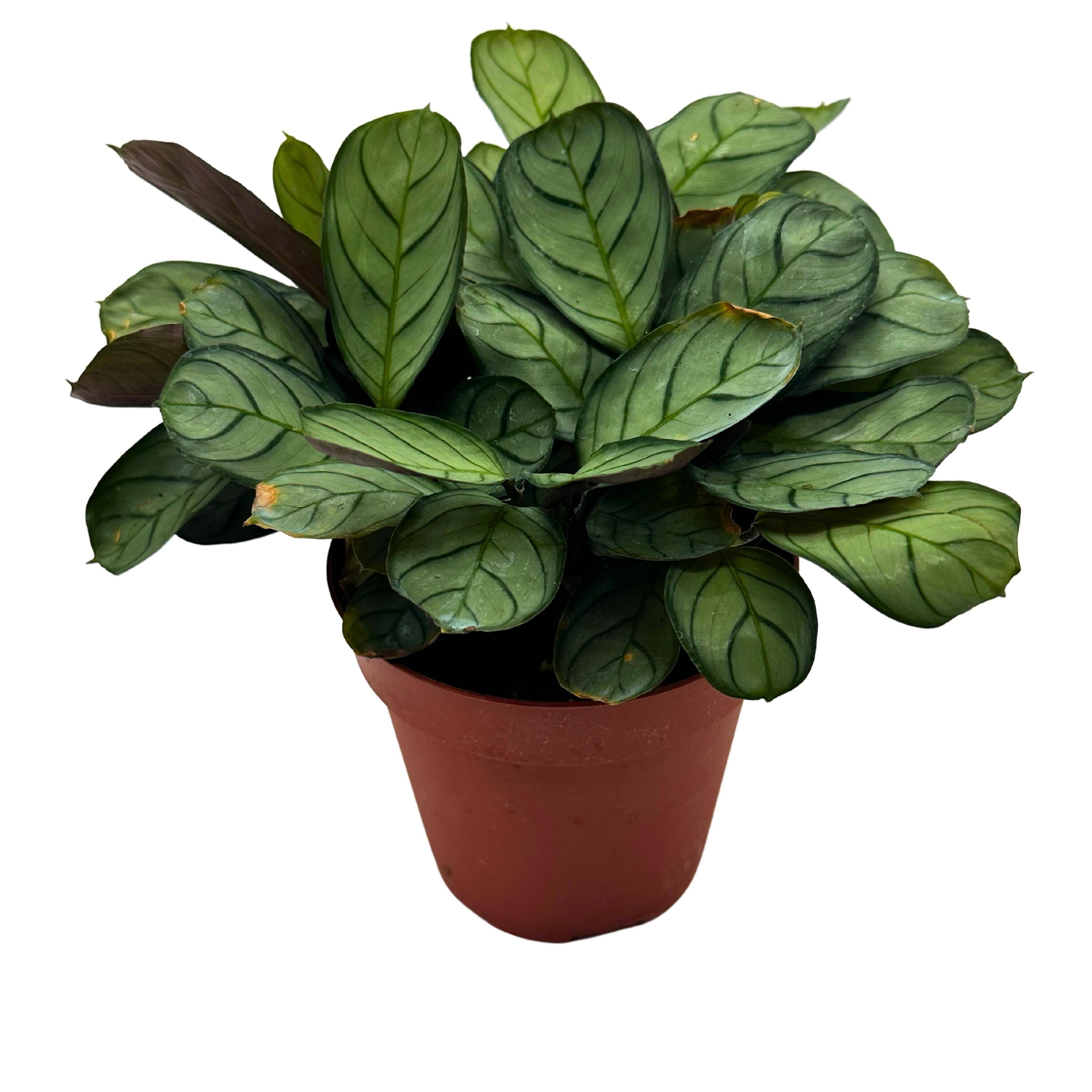 Calathea Burle Marxii 4 Inch Fishbone Prayer Plant Ctenanthe - Etsy