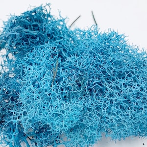 Colorful Moss, Preserved Reindeer Moss, Red Moss, Blue Moss, Purple ...