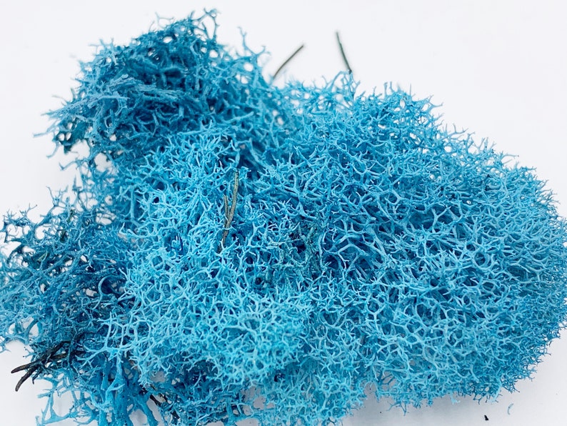 Colorful Moss Preserved Reindeer Moss Red Moss Blue Moss - Etsy