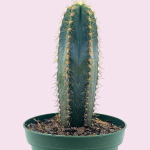 Blue Columnar Cactus, Pilosocereus Pachycladus Cacti, Column Cactus ...
