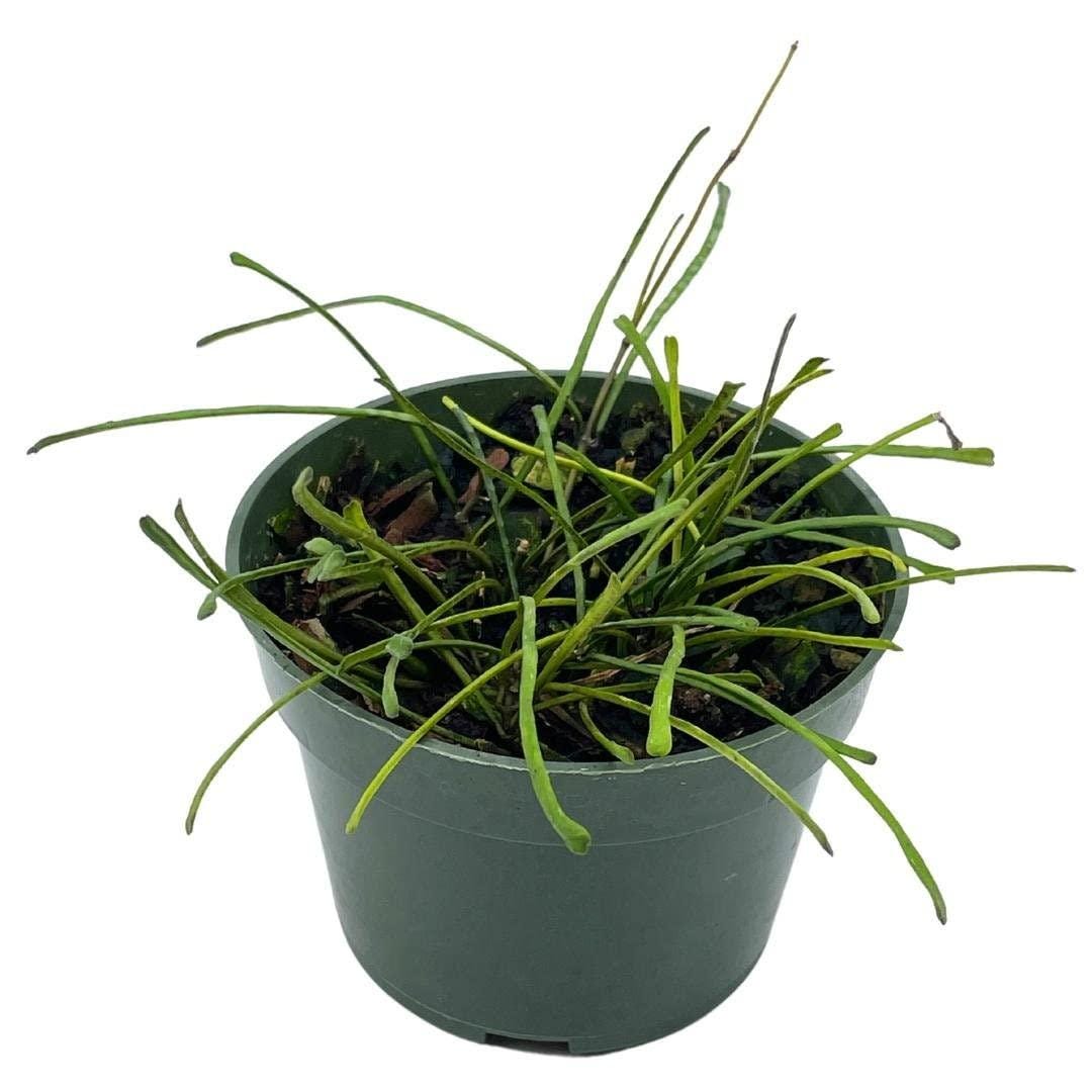 Hoya Retusa, 4 Inch, Fuzzy Stems, Curtain Hoya, Wax Plant, Wax Vine ...