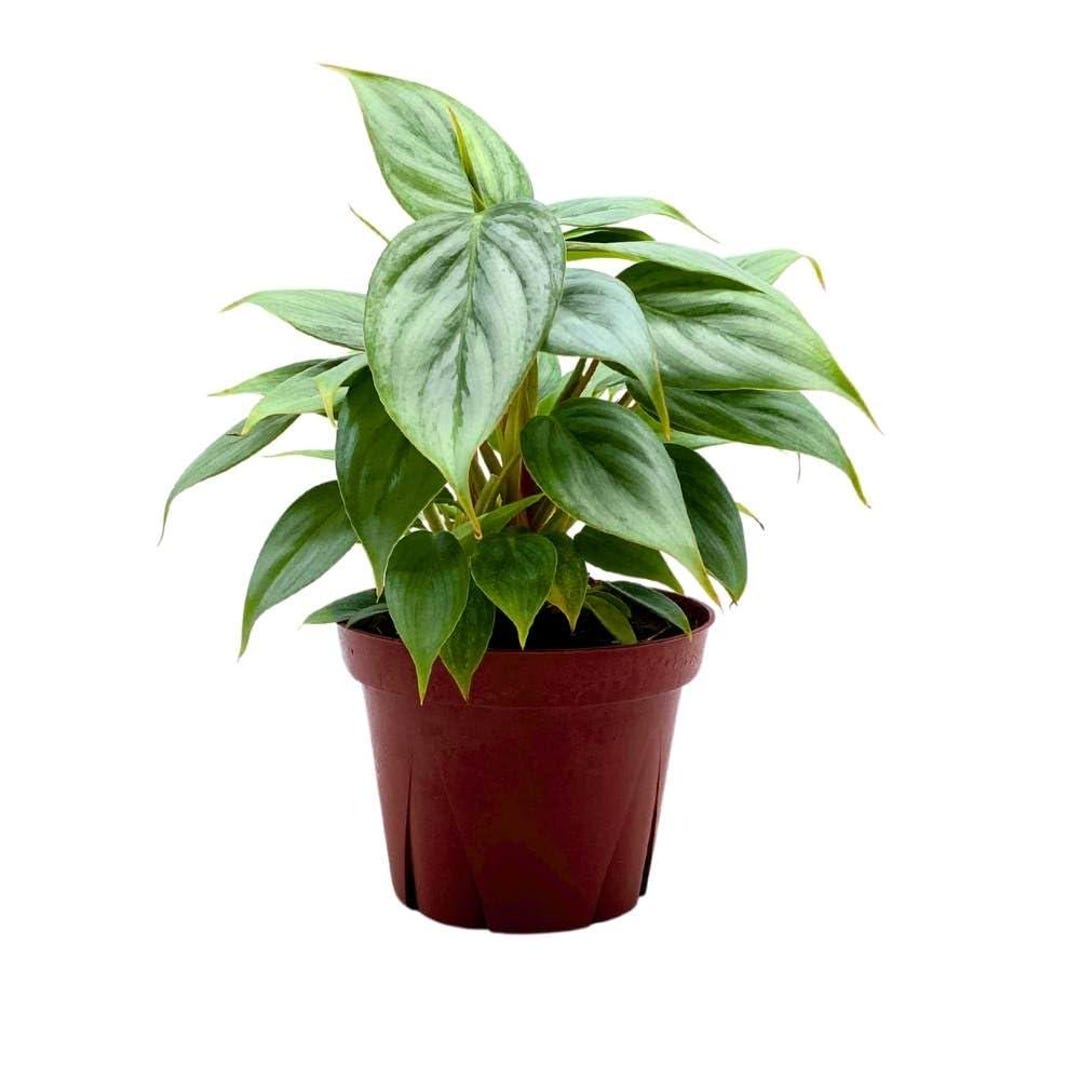 Philodendron Sodiroi Ornatum Silver, Silver-leaf Philo in 4 Inch Pot - Etsy
