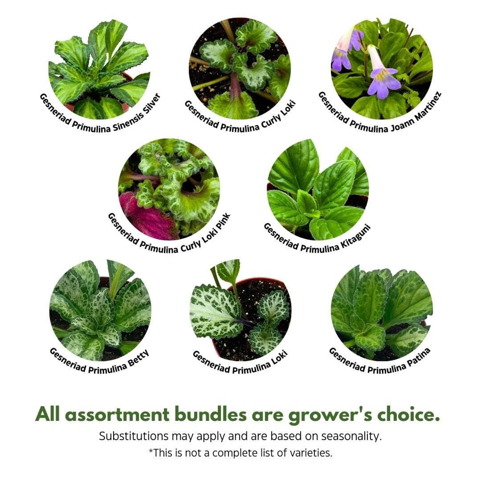 Harmony Foliage Primulina Chirita in 6 Inch Pots 6-pack Bulk Wholesale ...