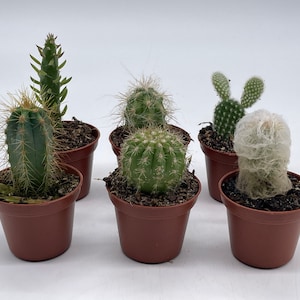 Mini Cacti Assortment Tiny Cactus Set Bunny Ears Old Man - Etsy