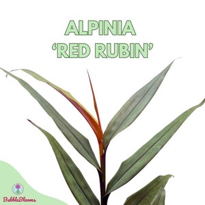 Bubbleblooms Alpinia Red Rubin Luteocarpa Red Bamboo Ginger in a 4 Inch ...