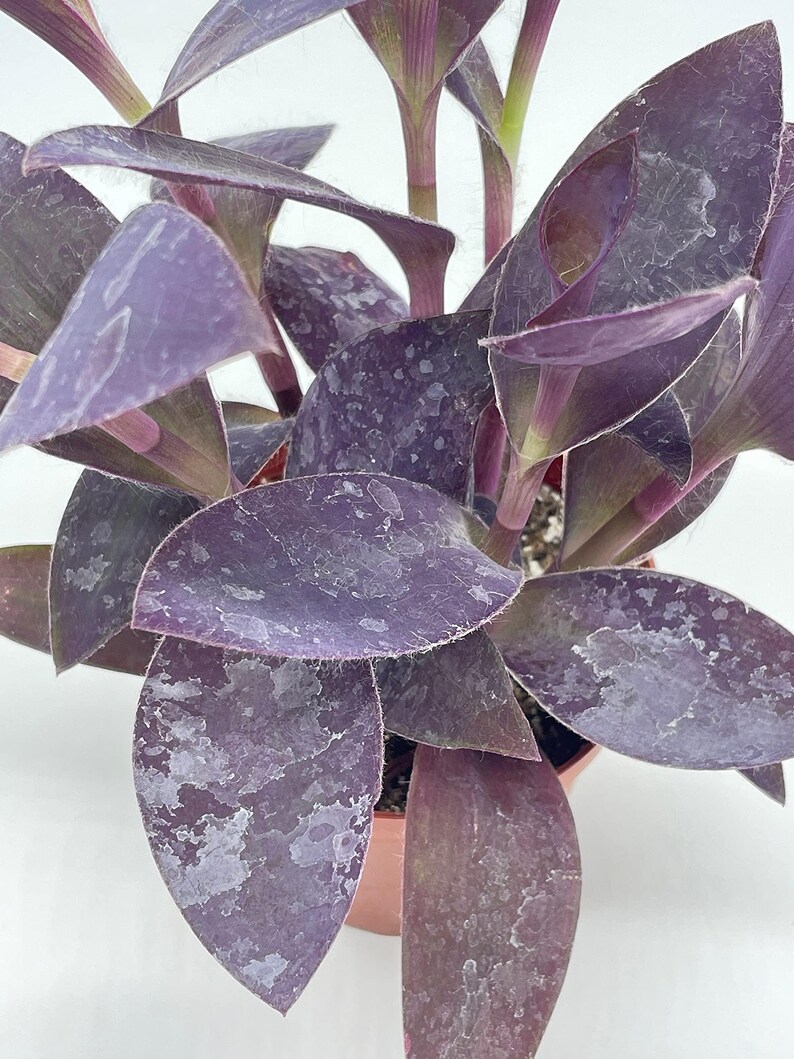 Tradescantia Pallida, Purple Heart, 4 Inch, Wandering Jew, Purple Queen ...
