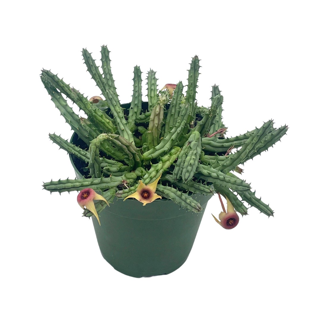 Stapelia Procumbens, 4 Inch, Huernia Procumbus, Starfish Cactus Orbea ...