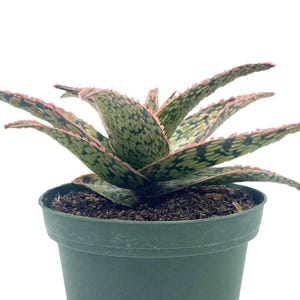 White Aloe, Aloe Rauhii Reynolds, Snowflake Aloe, Flowering Blooming ...