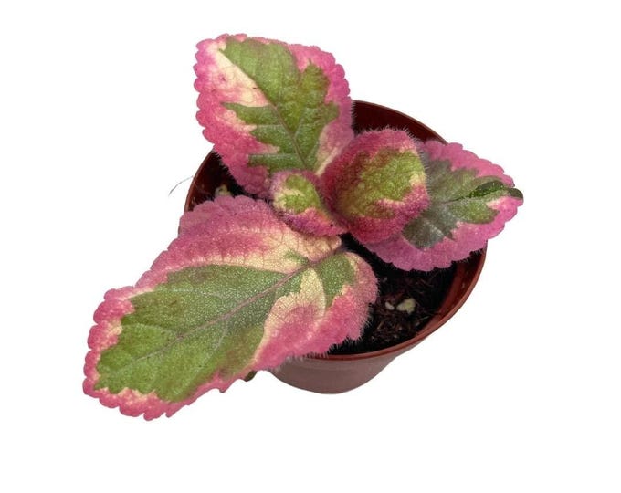 Episcia Tm-valencia. 2”pot - Etsy