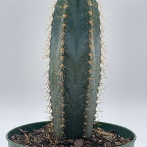 Blue Columnar Cactus, Pilosocereus Pachycladus Cacti, Column Cactus ...