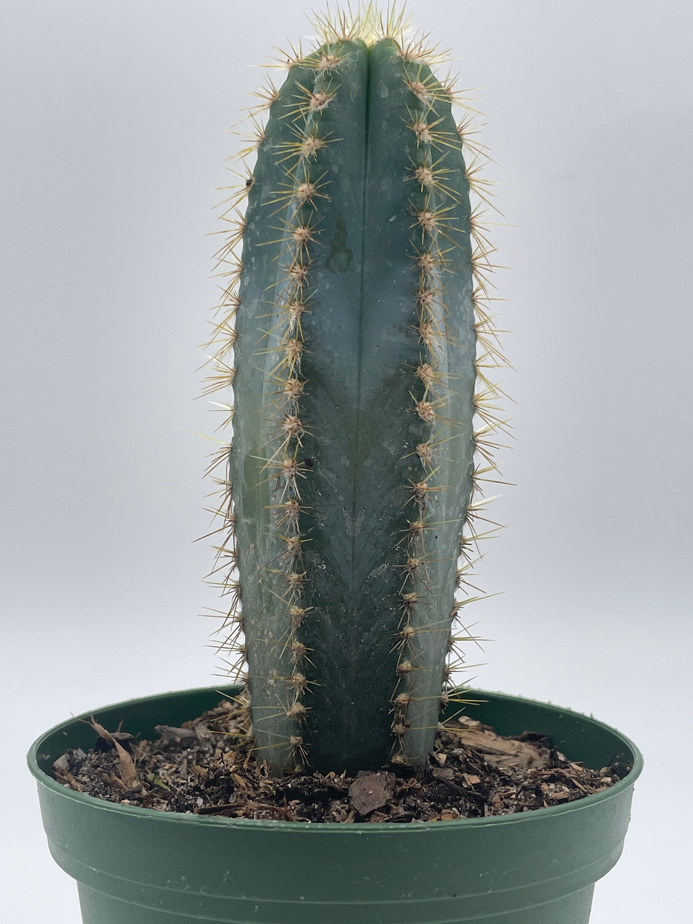 Blue Columnar Cactus Pilosocereus Pachycladus Cacti Column - Etsy