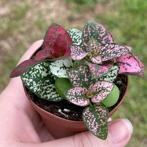 Polka-dot-plant, Hypoestes Phyllostachya, Limited, in a 2 Inch Pot Tiny ...