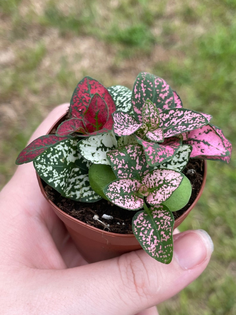 Polka-dot-plant Hypoestes Phyllostachya Limited in a 2 Inch - Etsy