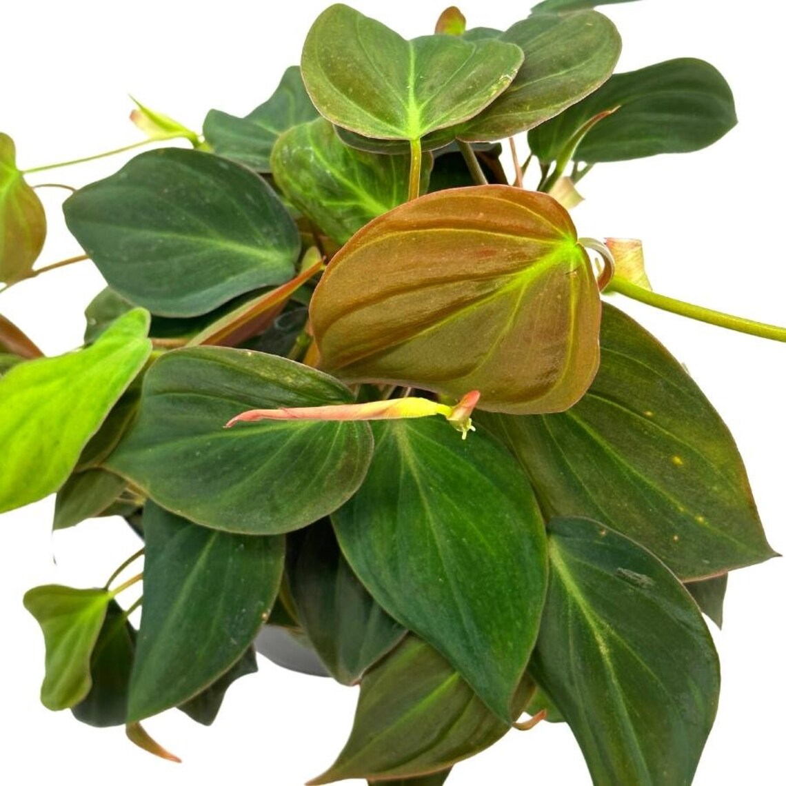 Philodendron Micans 6 Inch Velvet Leaf Philo Hederaceum - Etsy