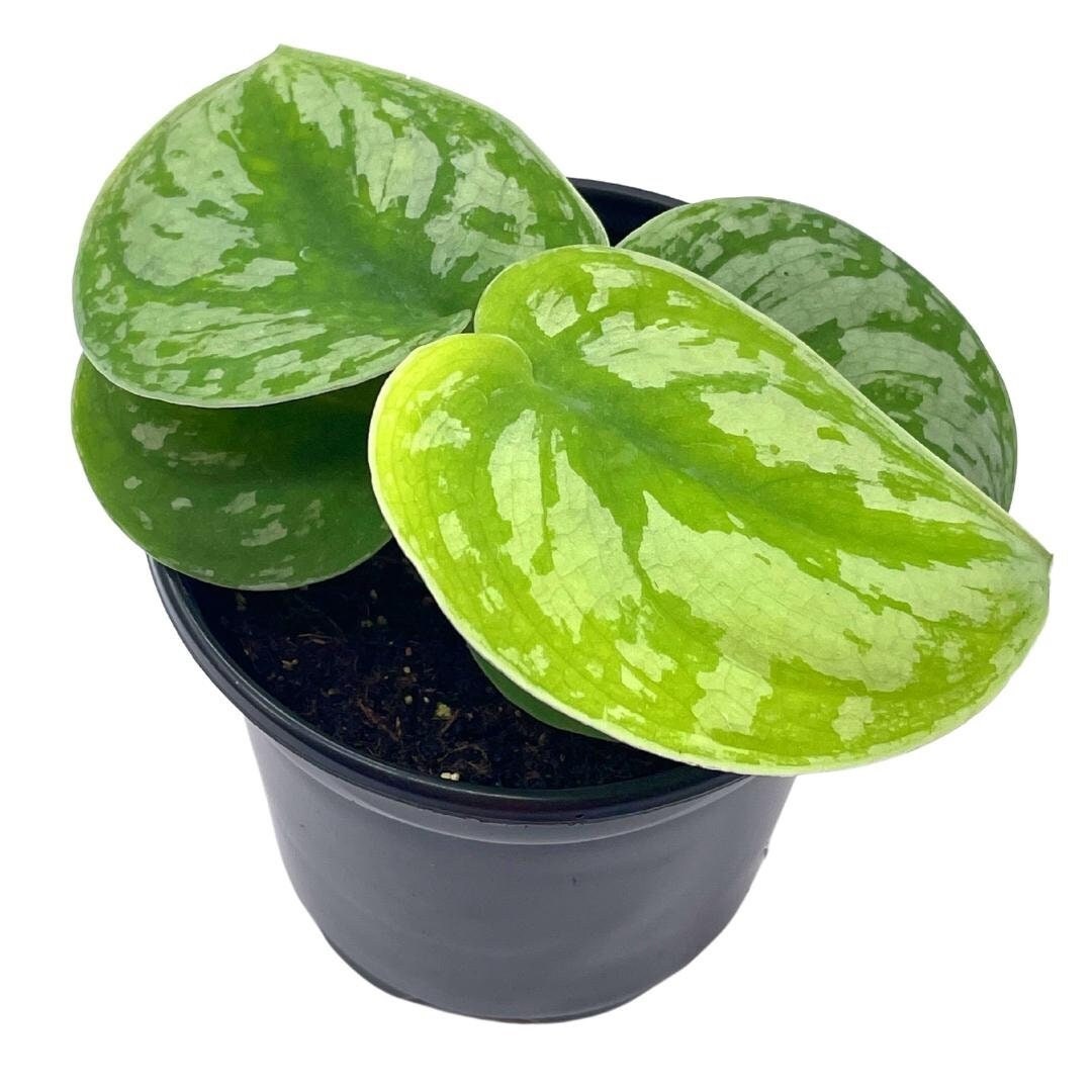 Satin Pothos, Silver Vine, Silver Cloud, Silk Pothos Silver ...
