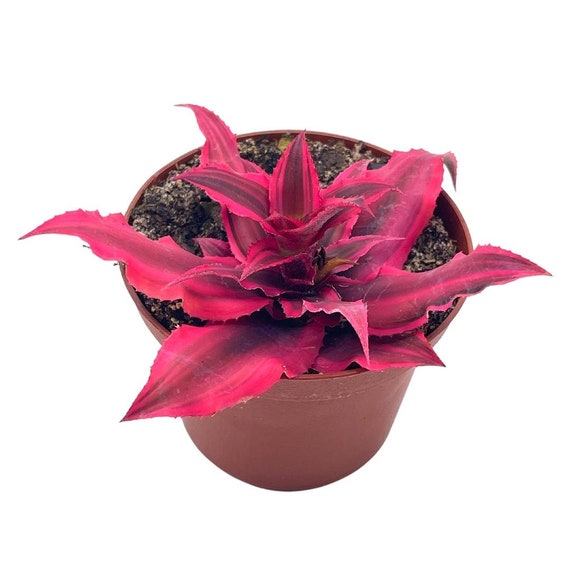 Cryptanthus Bivittatus 2 Inch Red Star Bromeliad Starfish - Etsy