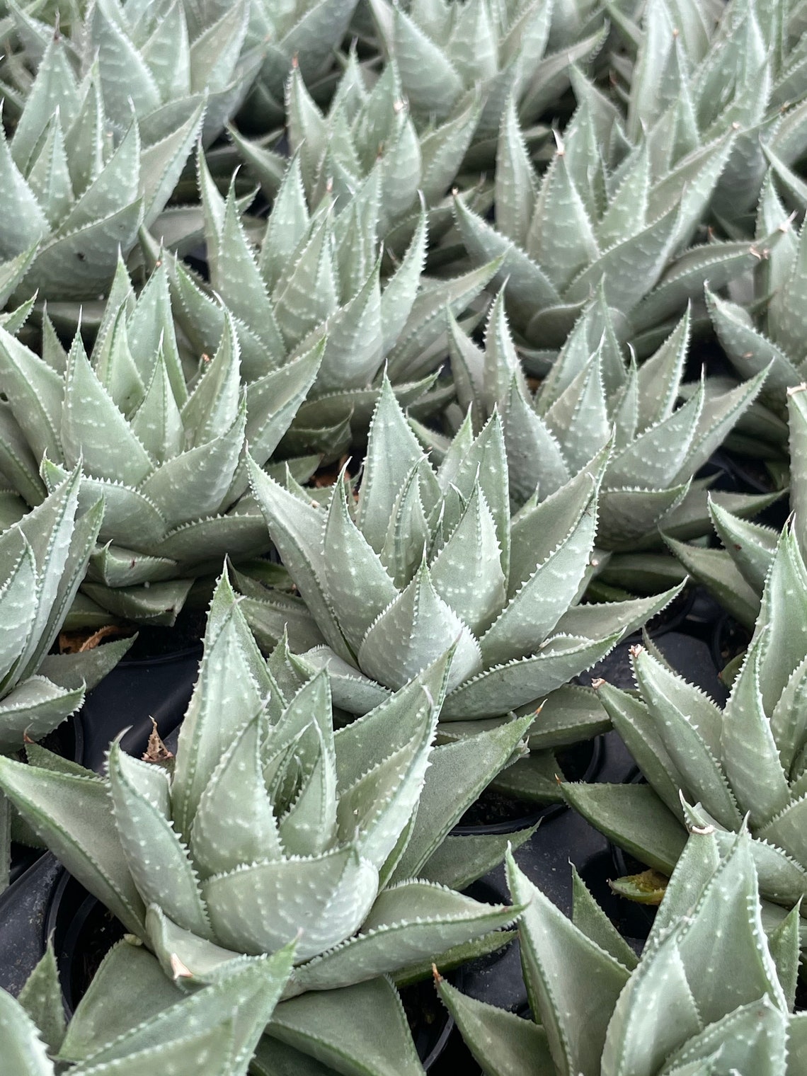Aloe White Beauty Variegated White Aloe Plant Ribbed Laced | Etsy