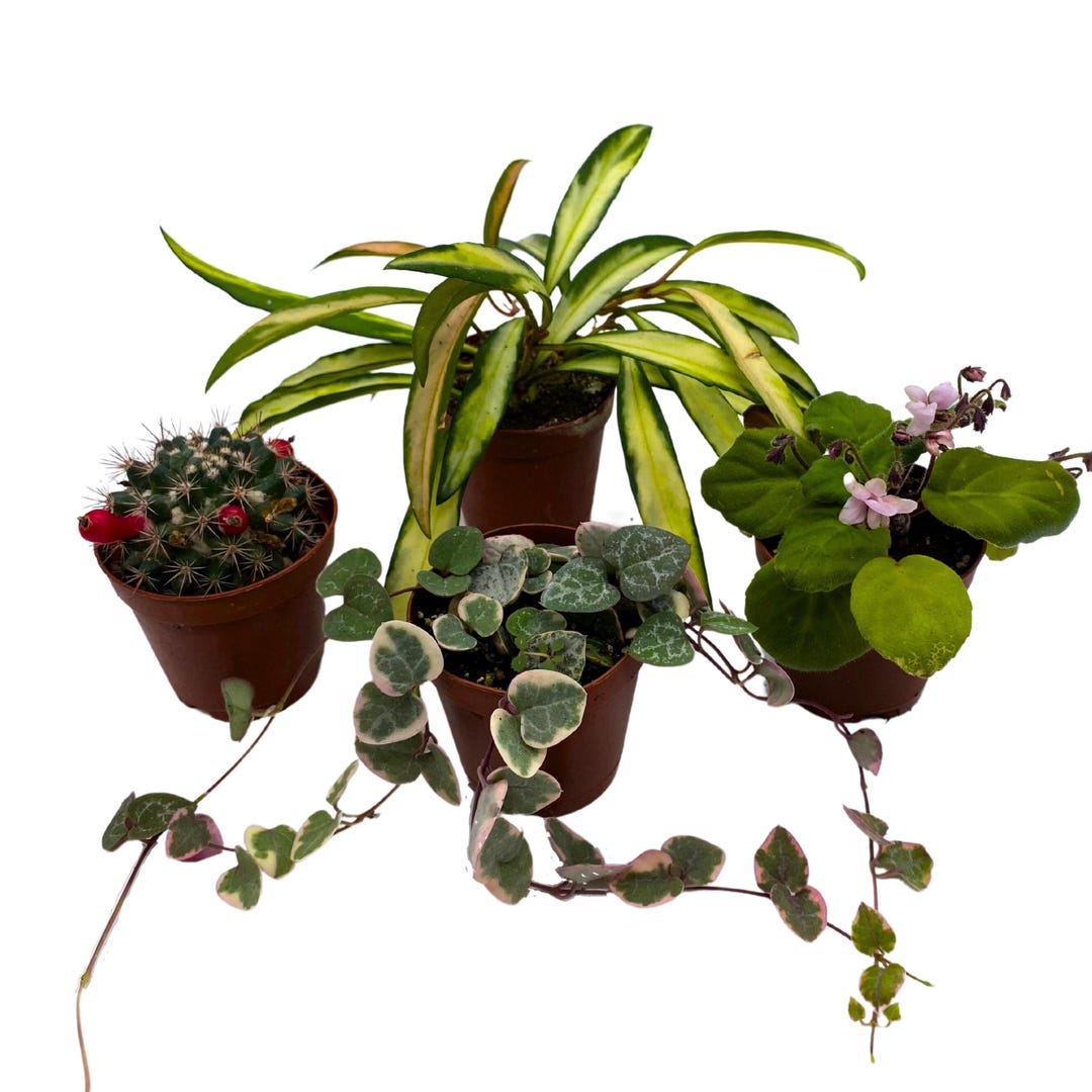 Plant Mystery Box, 2 Inch Pots, Set of 4, Always Different Houseplants ...
