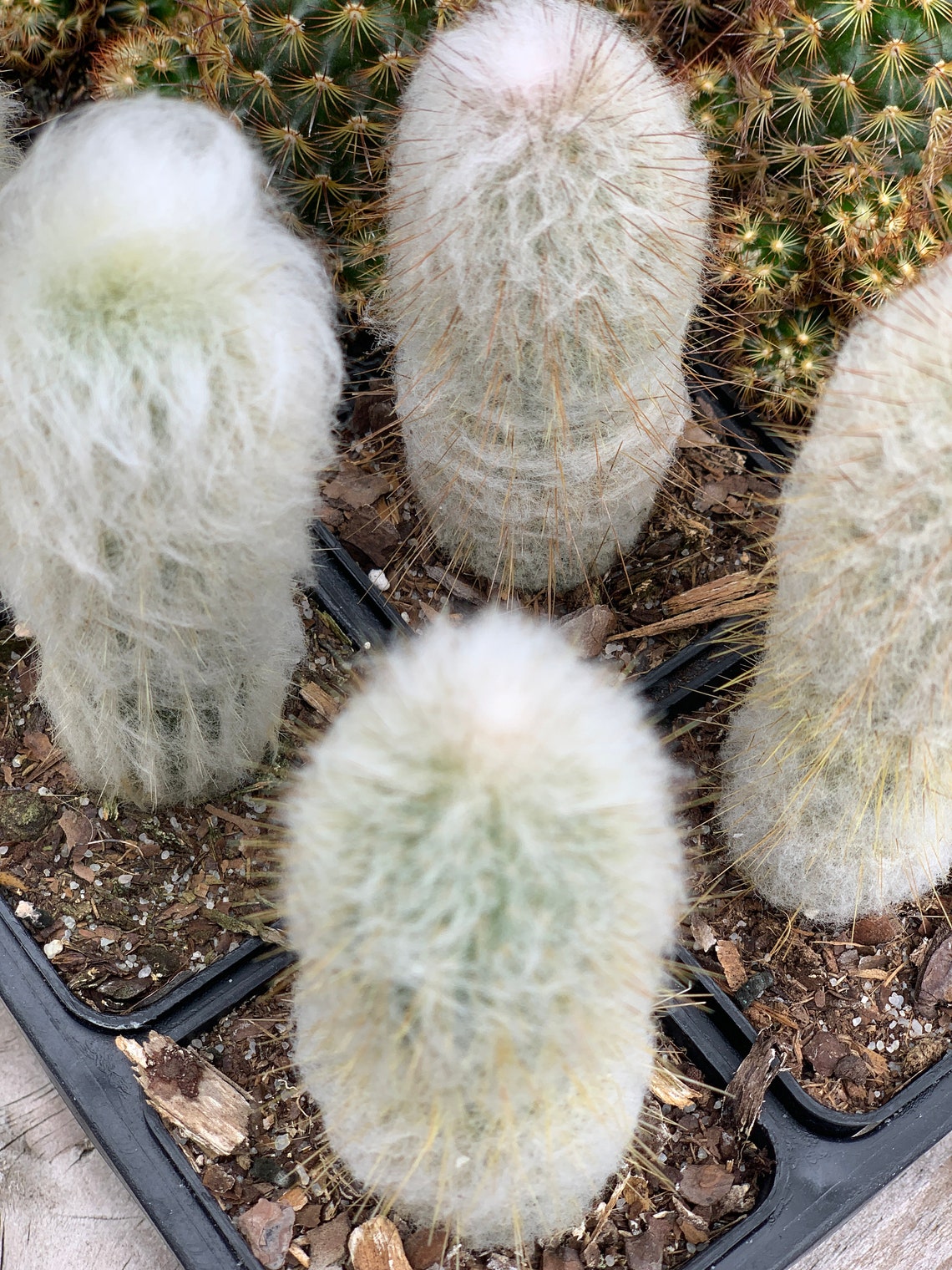 Silver Torch Cactus Cleistocactus strausii Snow Pole Wooly | Etsy