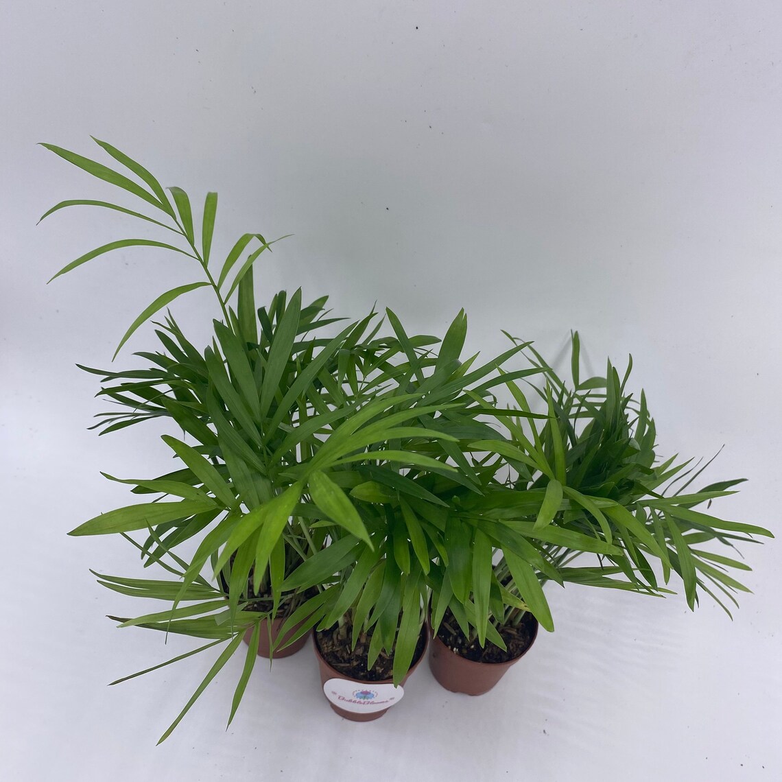 Bamboo Palm Palma Areca Reed Palm Clustered Parlor Palm | Etsy