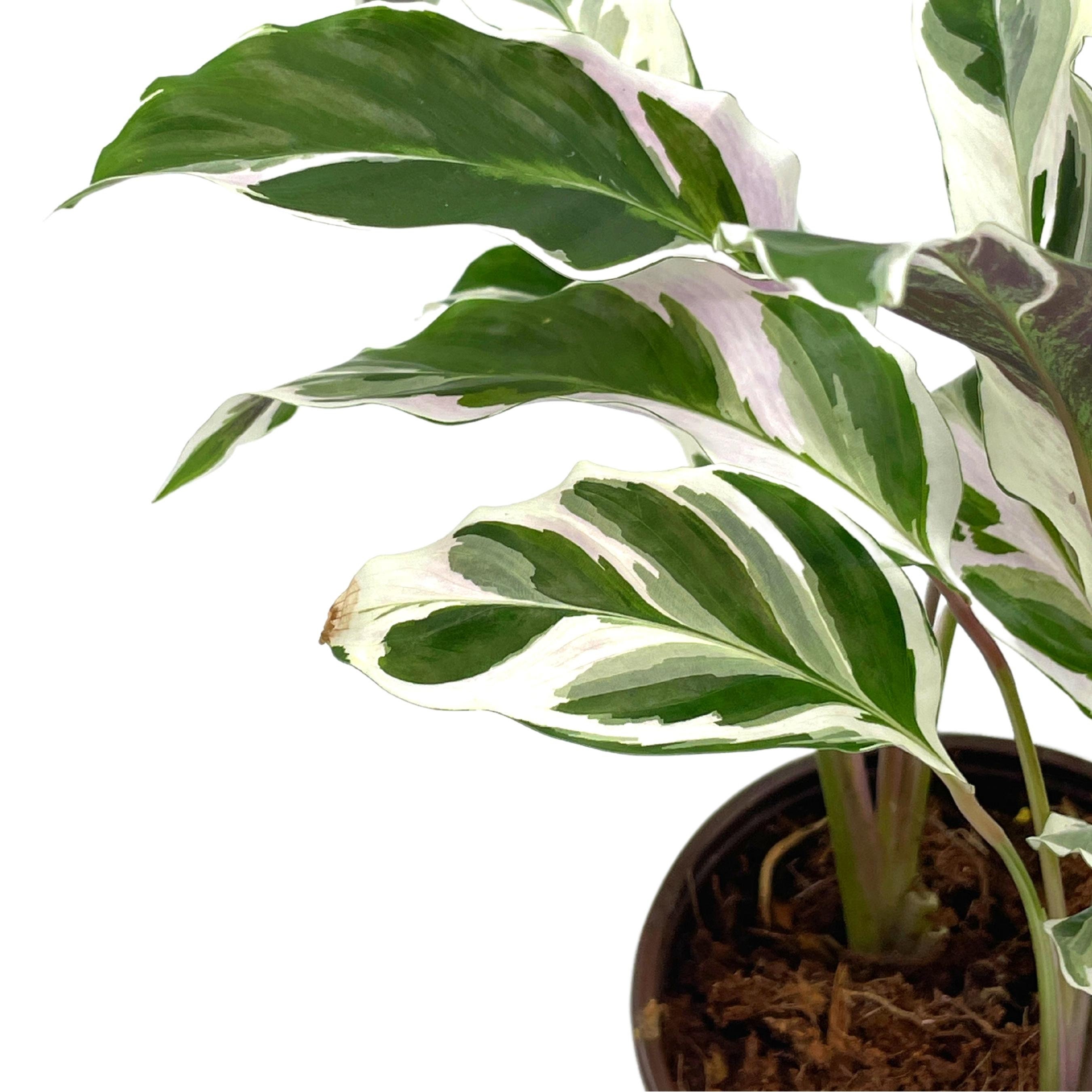 Calathea Stella 4 Inch Rare Variegated Prayer Plant - Etsy