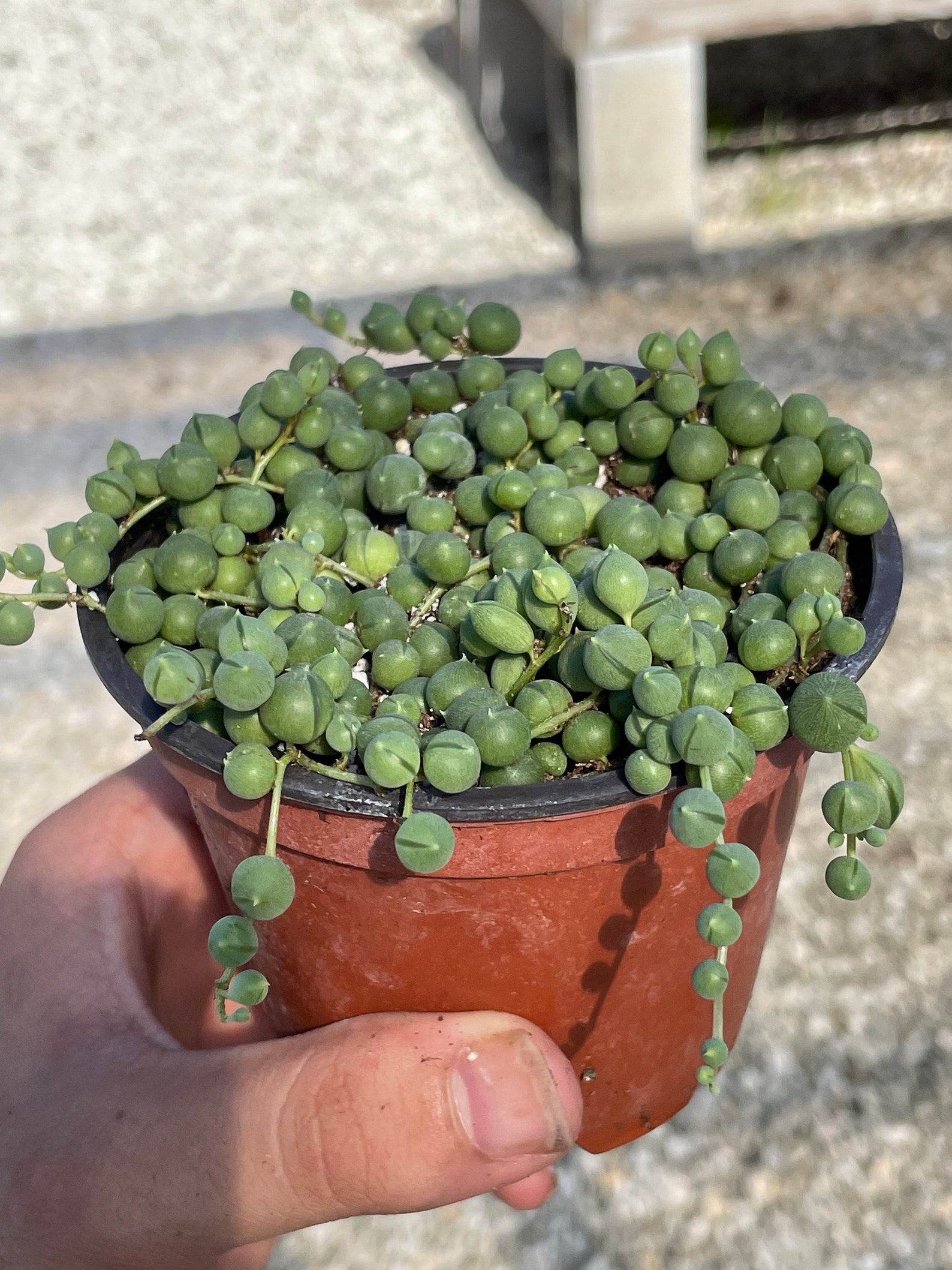 String of Pearls Senecio Rowleyanus 4 Inch String of Peas - Etsy