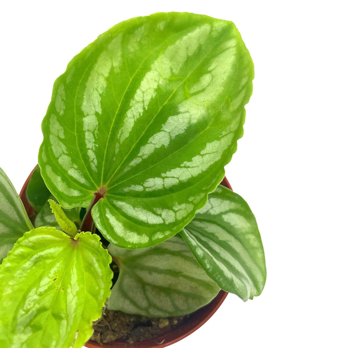 Bubbleblooms Harmony's Peperomia Ecuador, 4 Inch, Rare Pep Argyreia ...