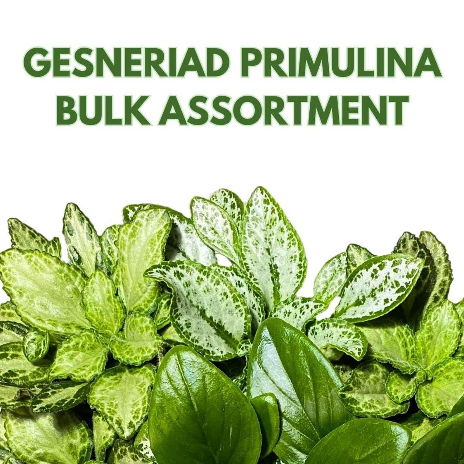 Harmony Foliage Primulina Chirita in 6 Inch Pots 6-pack Bulk Wholesale ...