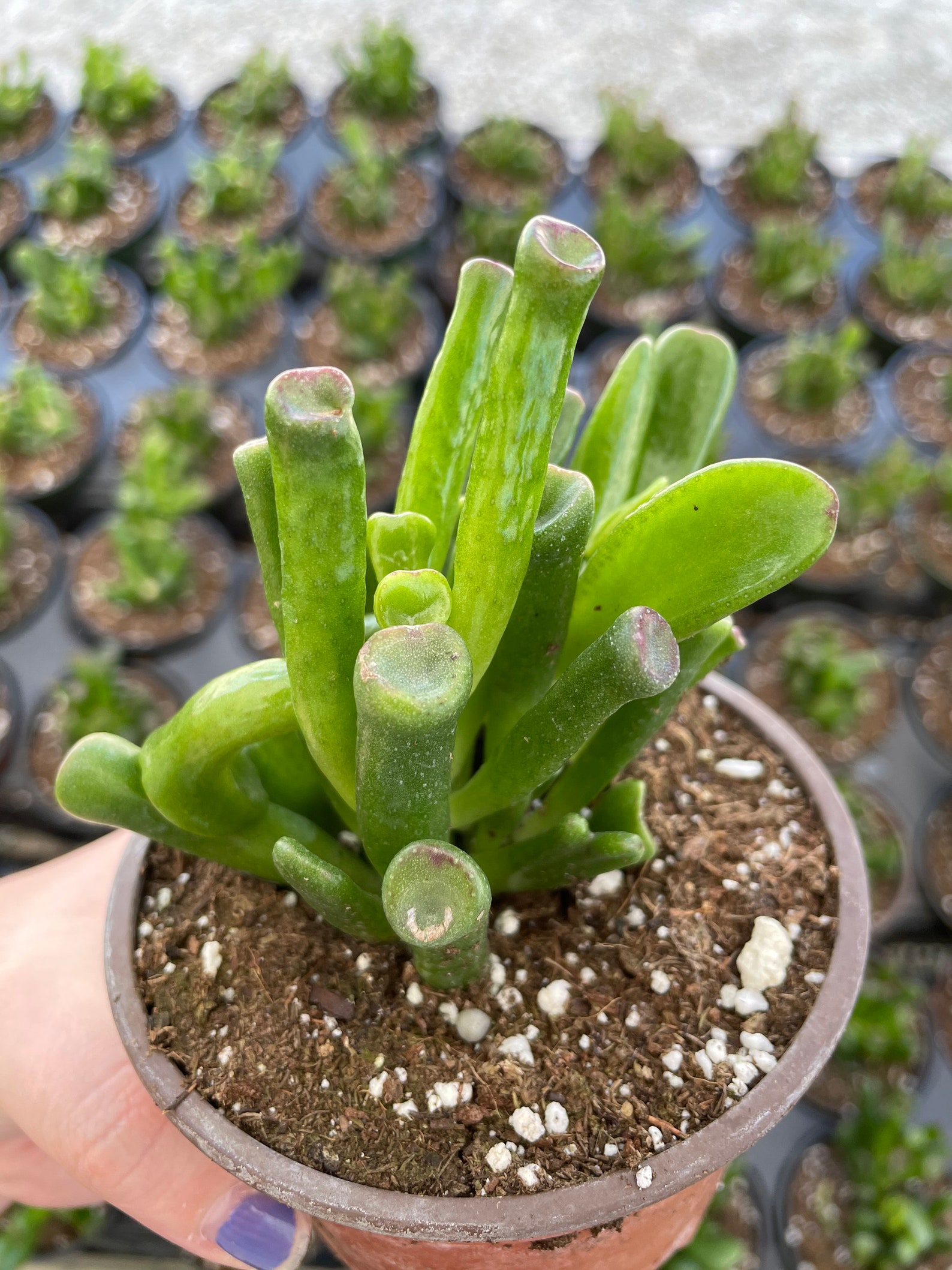 Shrek's Ears Plant Crassula Ovata 'Gollum Jade Shrek | Etsy