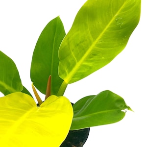 Philodendron Moonlight, 4 Inch Imperial Gold, Lime Philo - Etsy