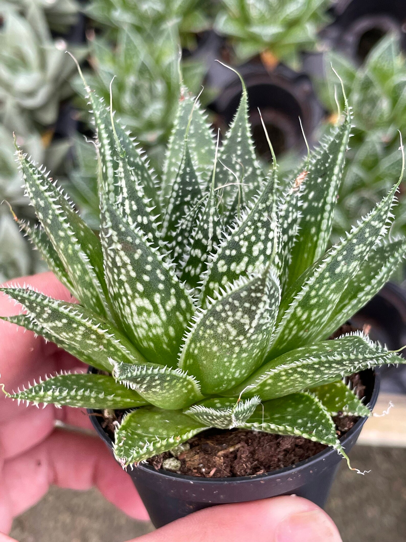Gasteria Flow Haworthia Variegated Aloe Tiger Aloe Aloe | Etsy