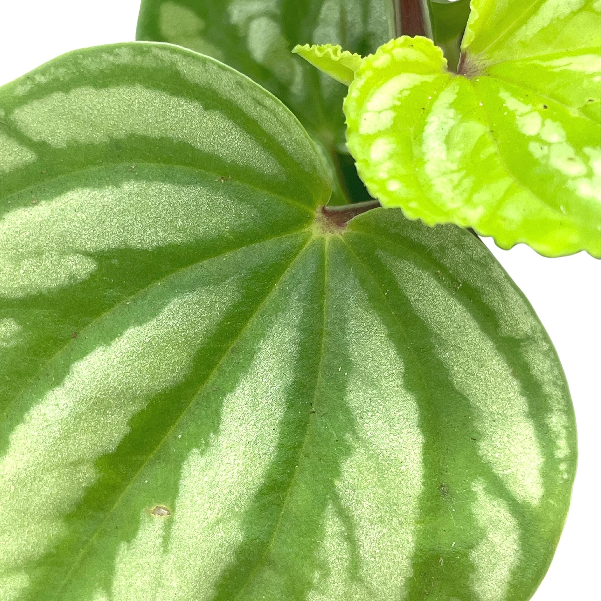 Bubbleblooms Harmony's Peperomia Ecuador, 4 Inch, Rare Pep Argyreia ...