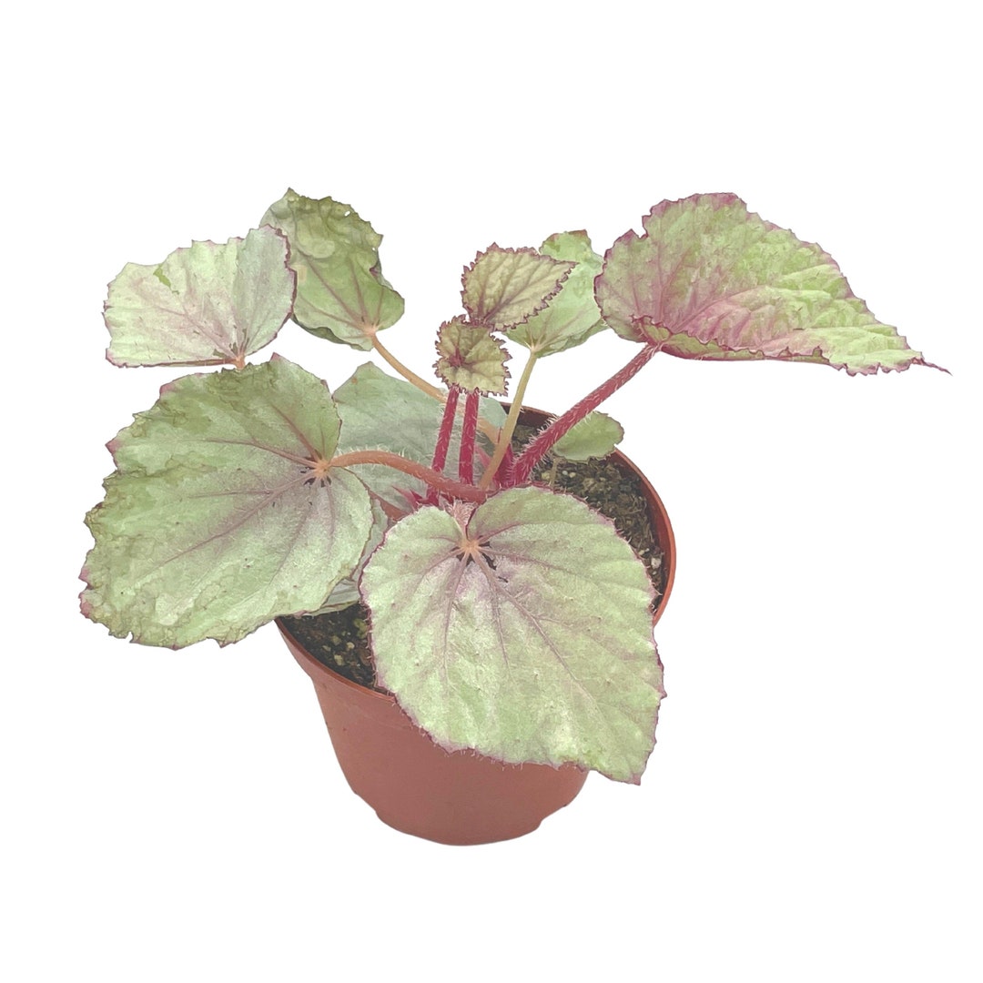 Harmony's Pink Satin Begonia Rex, 4 Inch Painted-leaf Winter Cold ...
