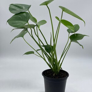 Monstera Deliciosa, Split Leaf Philodendron, Huge Very Well Grown in 4 ...