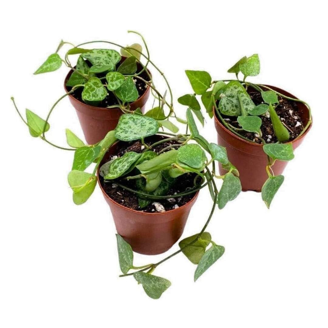 Bubbleblooms String of Spades Set of 3 in 2 Inch Pots Narrow Ceropegia ...