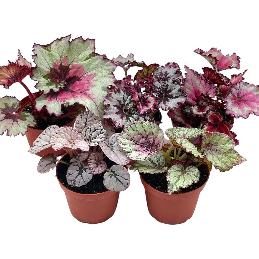 Bubbleblooms Harmony's Begonia Rex Assortment, Cold Pastel Winter, 4 ...