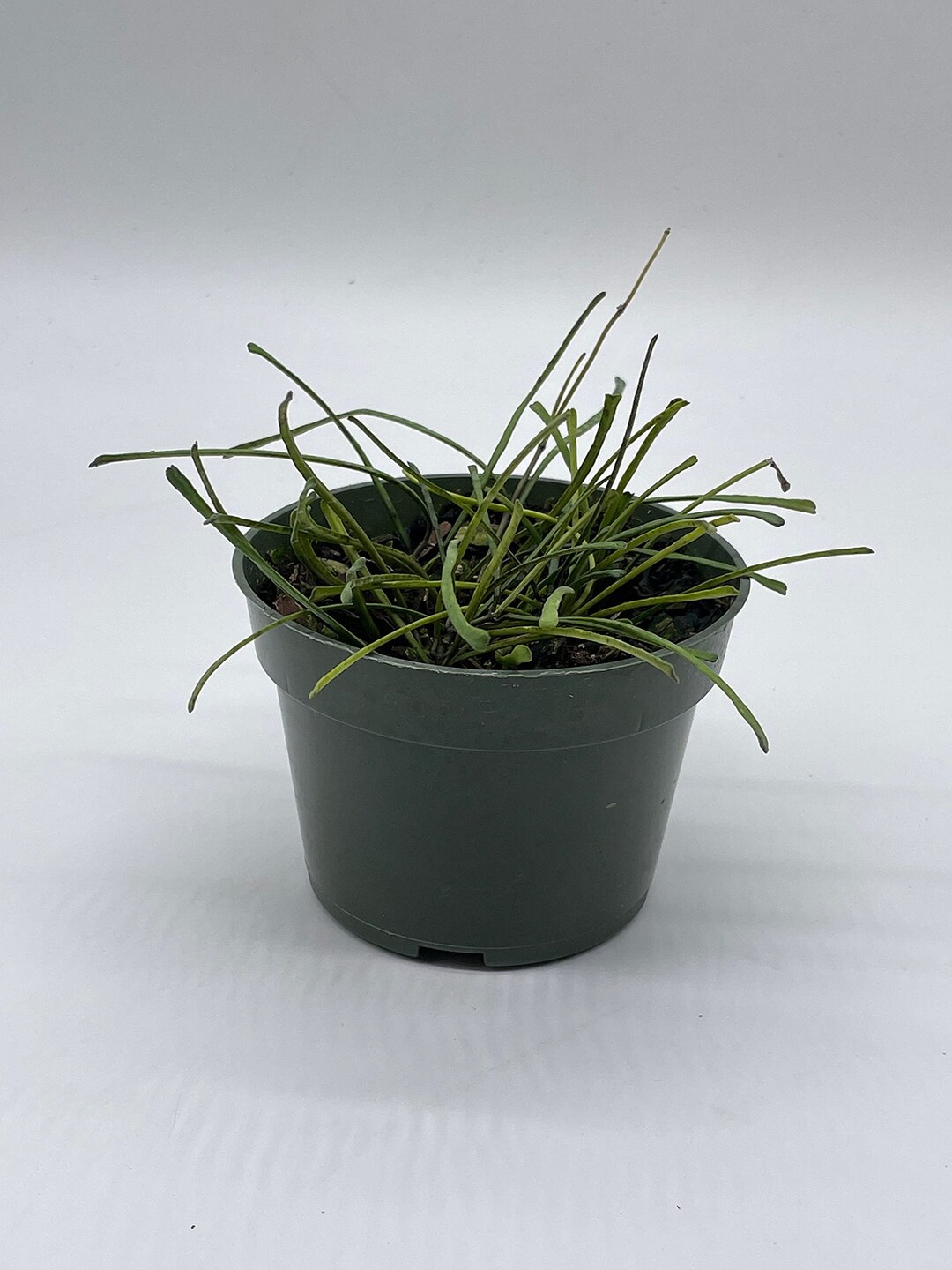 Hoya Retusa, 4 Inch, Fuzzy Stems, Curtain Hoya, Wax Plant, Wax Vine ...