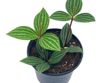 Peperomia - Etsy